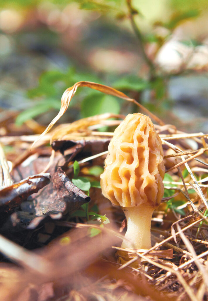 From the Land: Mushroom Foraging