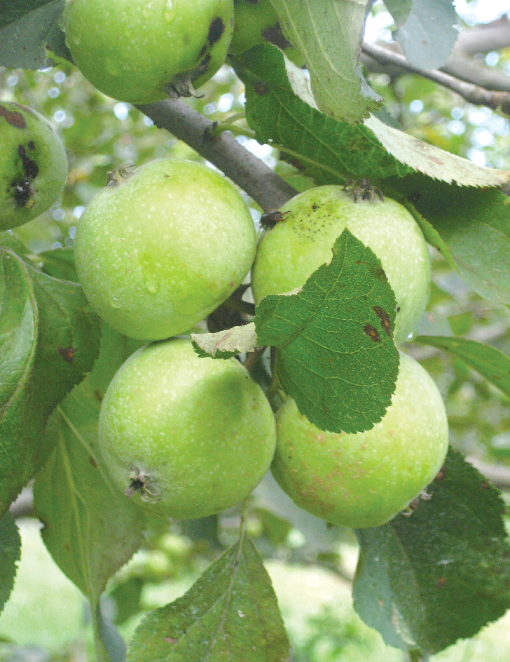 LOST & FOUND: The Search for the Harrison Apple