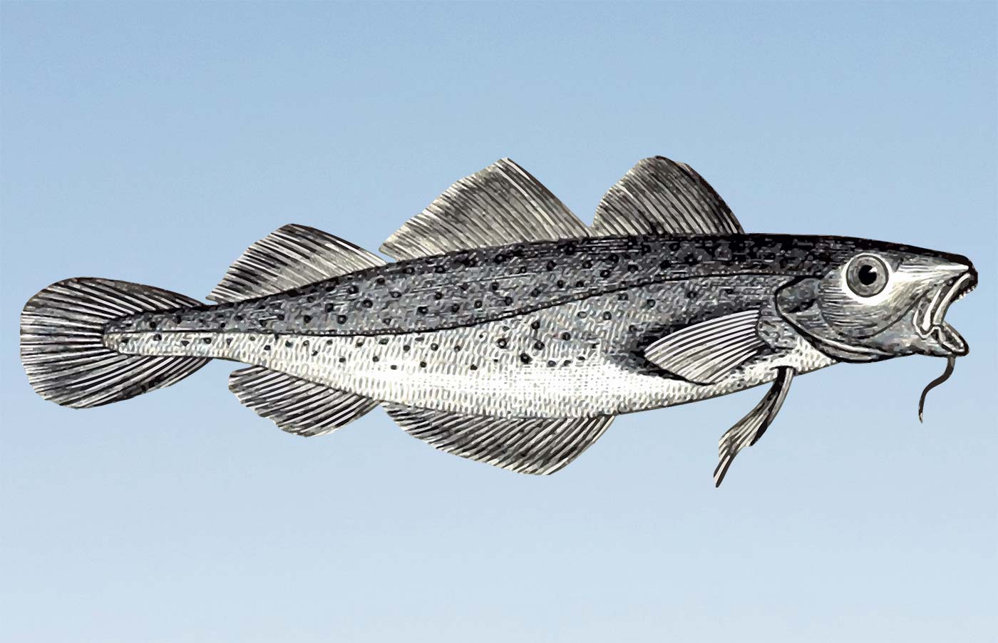 Roasted Potatoes with Fresh Cod and Steamed Broccoli