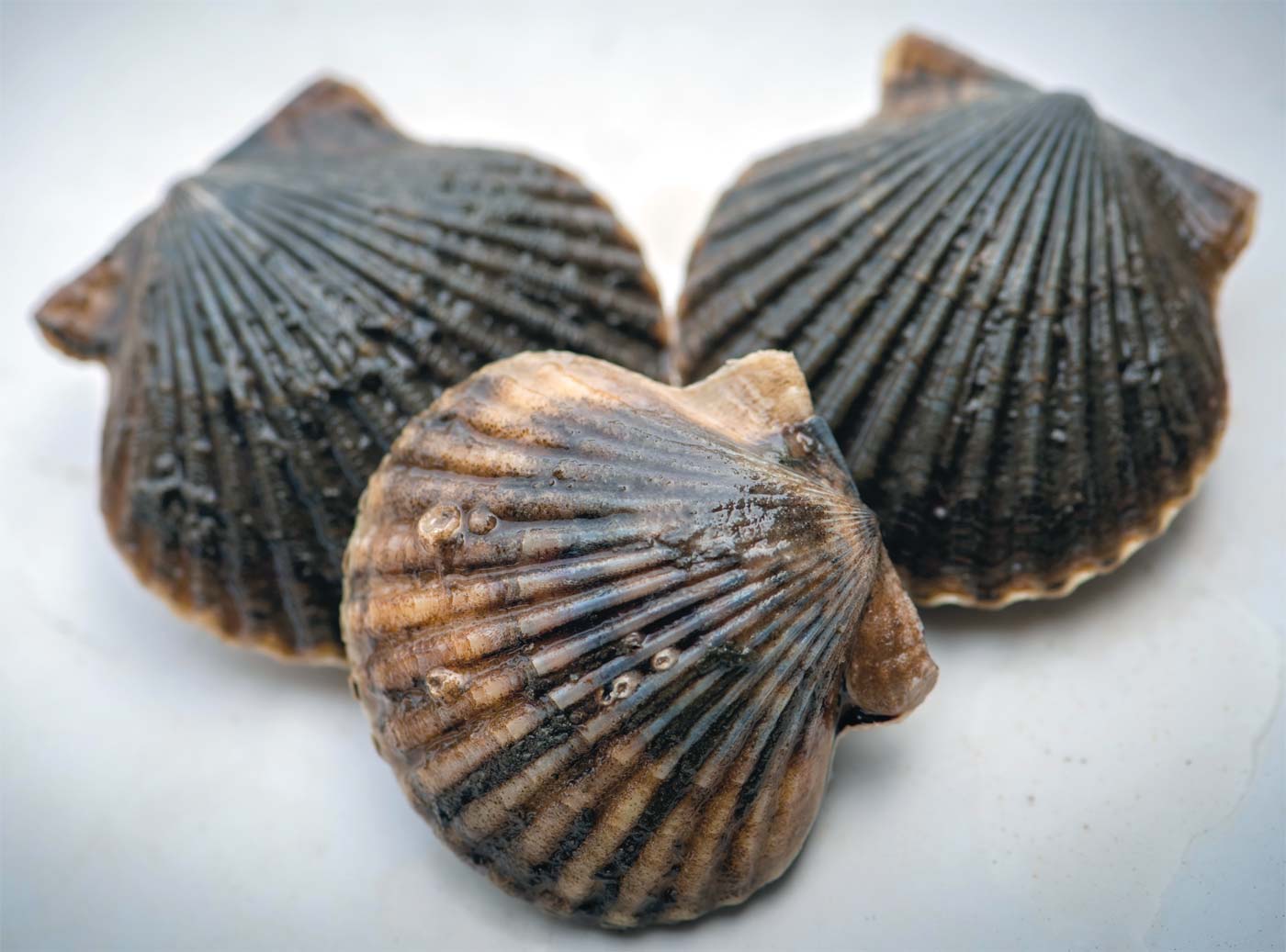 A New Season for Jersey Scallops
