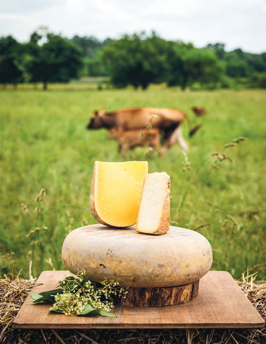 The New Milky Way: New Jersey Cheese Shops and Artisans