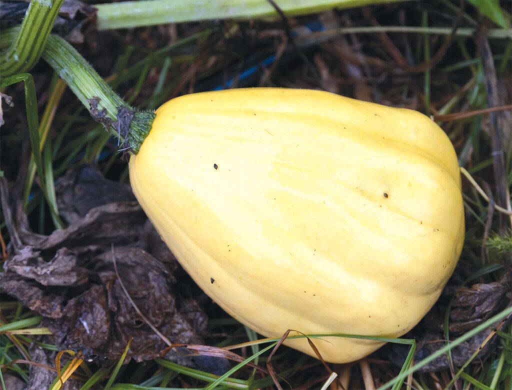 Ancestral Gifts: The Revitalization and Rematriation of the Maycock ...